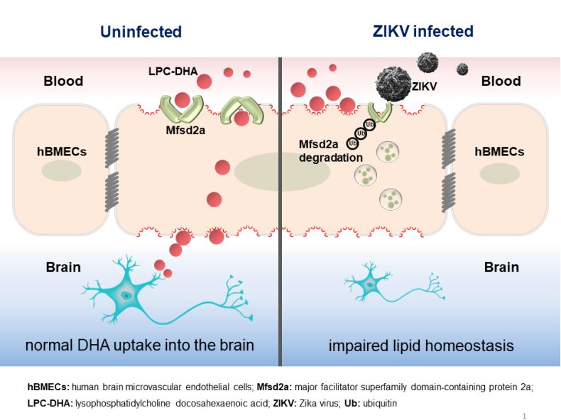 【前沿速递】Science Advances：Mfsd2a降解与DHA摄入减少成为ZIKV致病新机制_蛋白