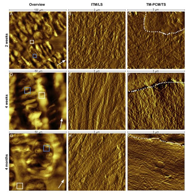 一文读懂AFM，从原理到应用_样品