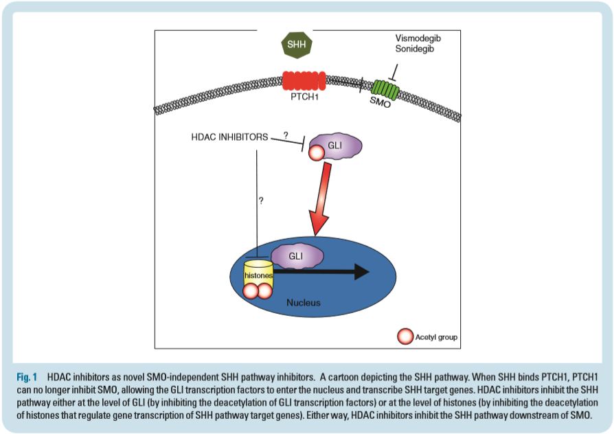 《Neuro-Oncology》2019年9月文章速览_治疗