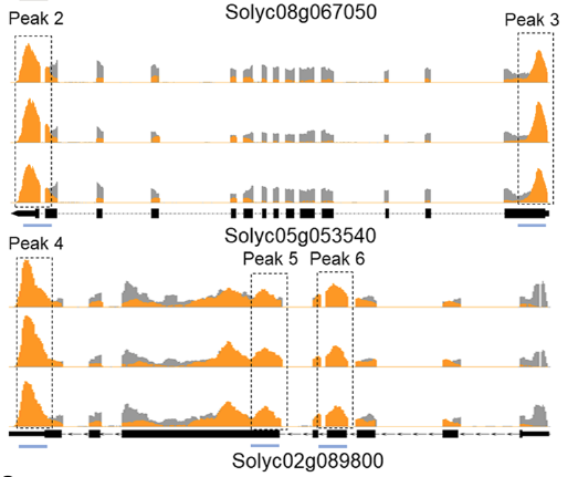 m6A报告不仅有大更新，高分文章这些高频图我们都能做 | m6A专题_剪切