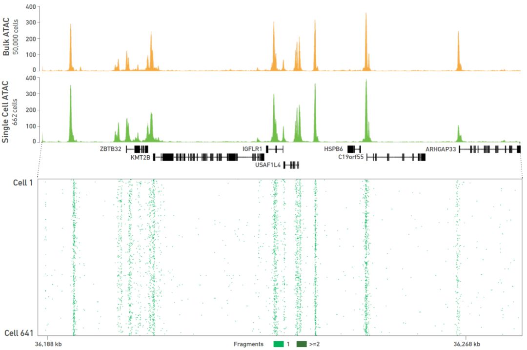 一文读懂表观遗传学研究利器——ATAC-seq技术及应用丨深度长文_DNase