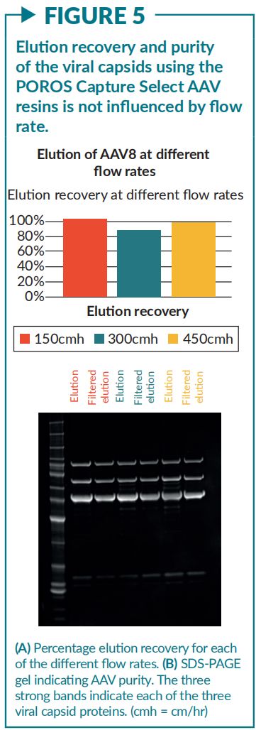 AAV生产工艺中的下游纯化和QC解决方案_病毒