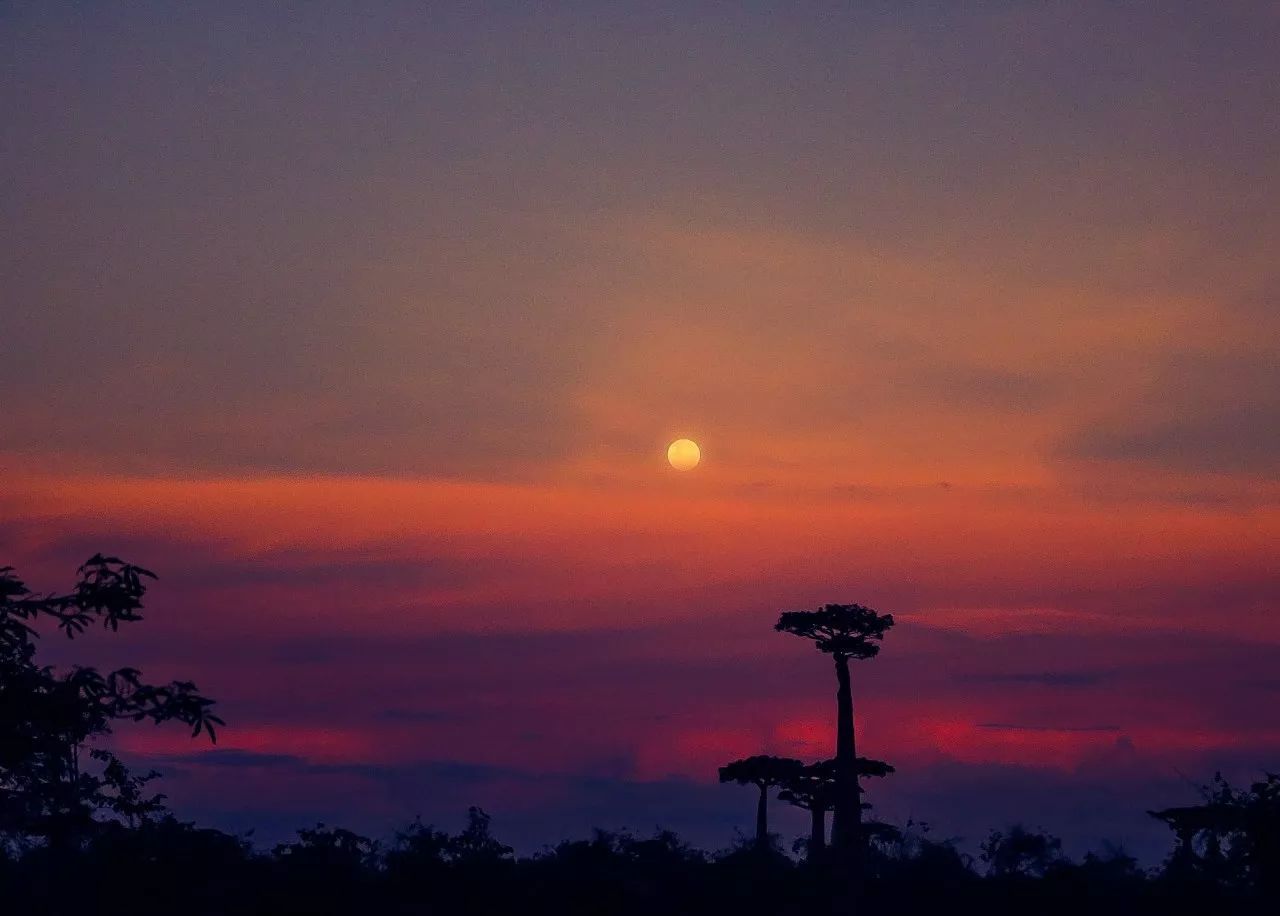前山文旅：猴面包树，非洲大地上古老神奇的植物-搜狐大视野-搜狐新闻