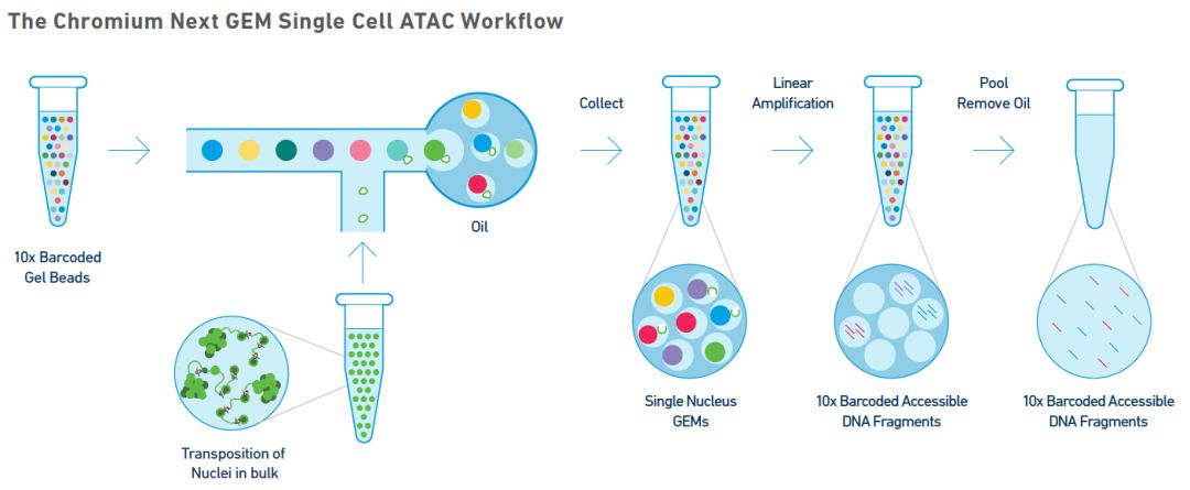 一文读懂表观遗传学研究利器——ATAC-seq技术及应用丨深度长文_DNase