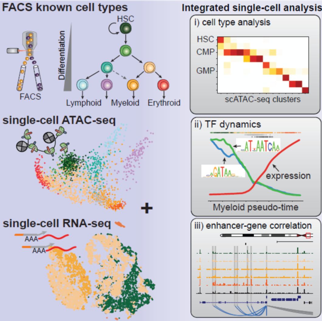 一文读懂表观遗传学研究利器——ATAC-seq技术及应用丨深度长文_DNase