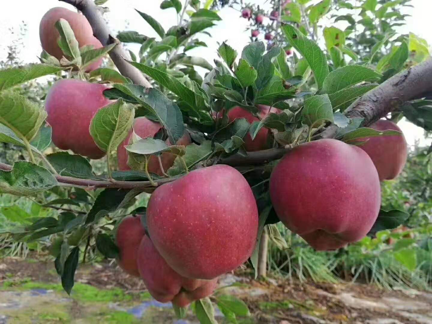 苹果卖不出，老农欲哭无泪？悲情式水果电商模式你能接受吗_销售