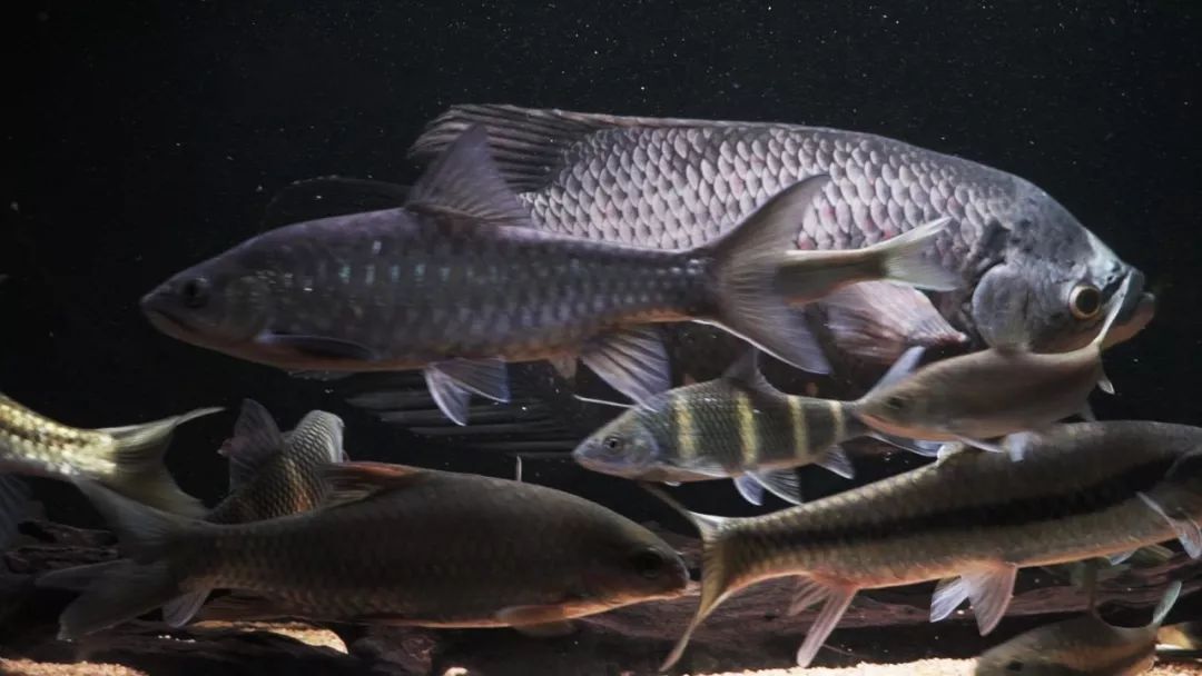 爱玩的艺术家，从原生缸里看到什么？| 野外指南_老挝