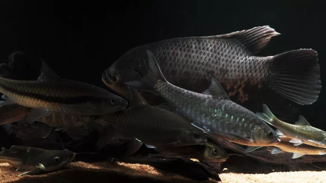 爱玩的艺术家，从原生缸里看到什么？| 野外指南_老挝