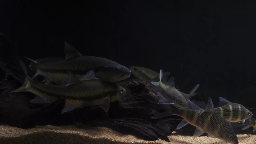 爱玩的艺术家，从原生缸里看到什么？| 野外指南_老挝