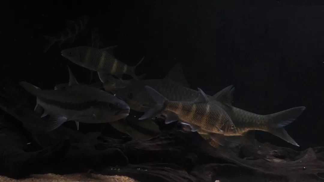 爱玩的艺术家，从原生缸里看到什么？| 野外指南_老挝