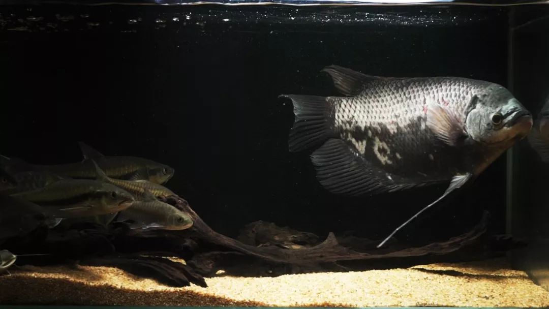 爱玩的艺术家，从原生缸里看到什么？| 野外指南_老挝