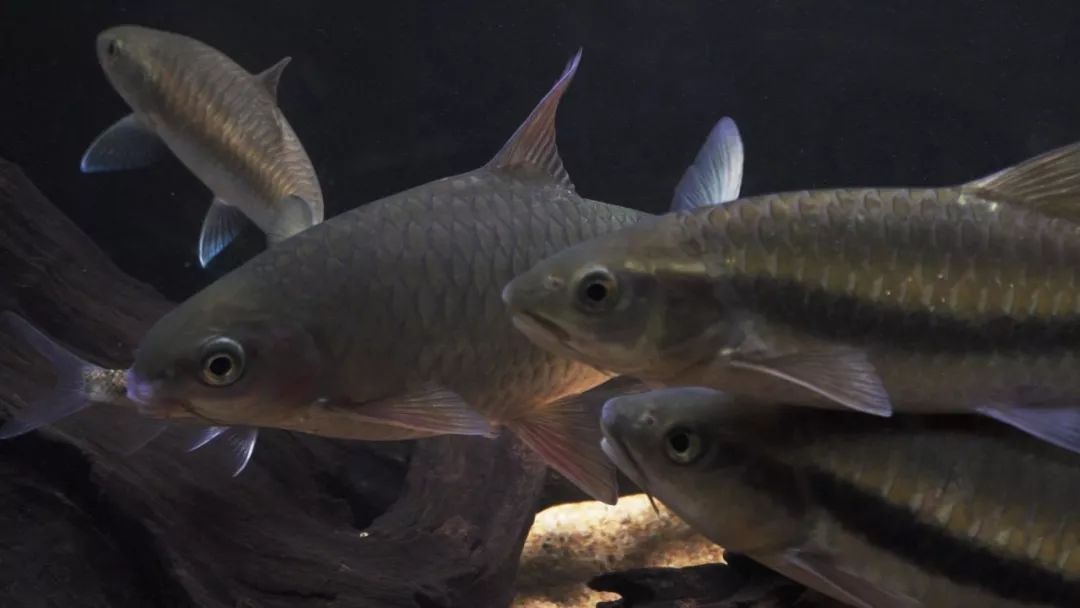 爱玩的艺术家，从原生缸里看到什么？| 野外指南_老挝