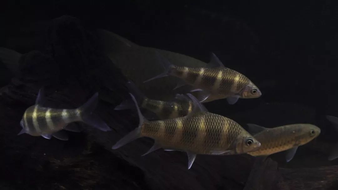 爱玩的艺术家，从原生缸里看到什么？| 野外指南_老挝