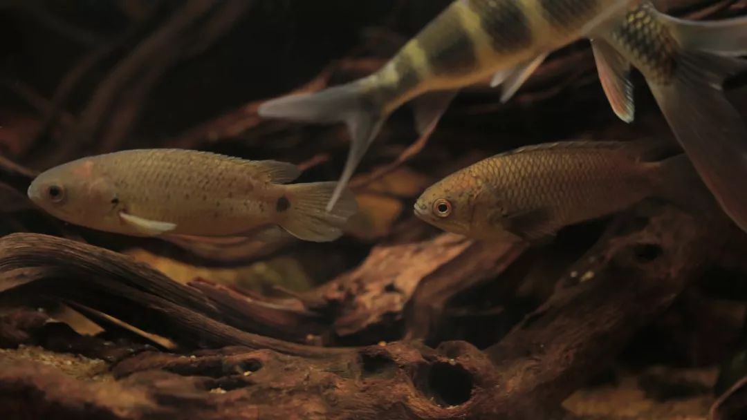 爱玩的艺术家，从原生缸里看到什么？| 野外指南_老挝