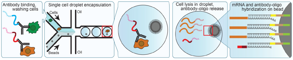 Dr. cell专栏 | Total-seq的前世今生——前世：CITE-seq_细胞