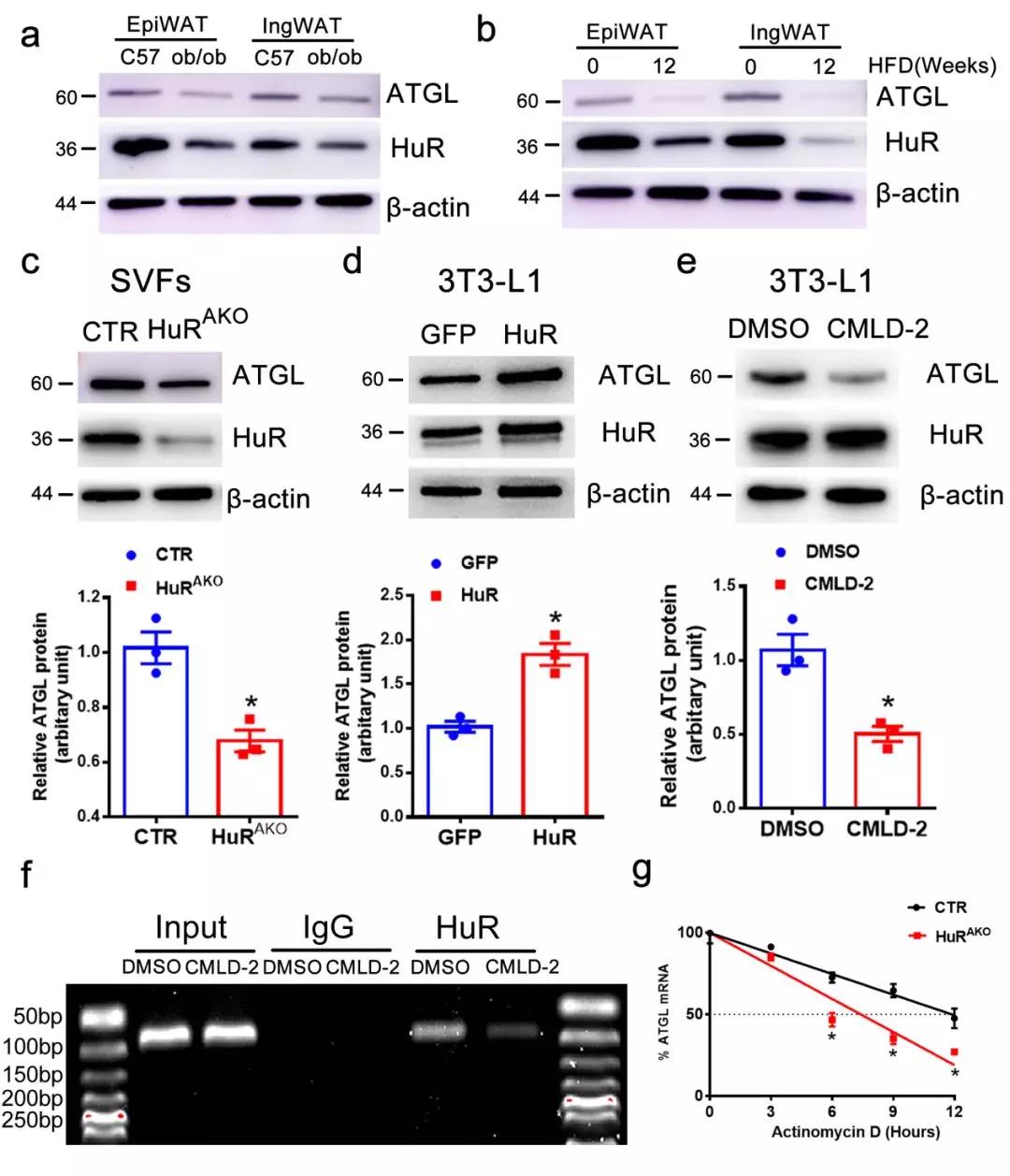 Nature 子刊：山东大学齐鲁医院张文程教授团队发现肥胖治疗新靶点HuR_研究