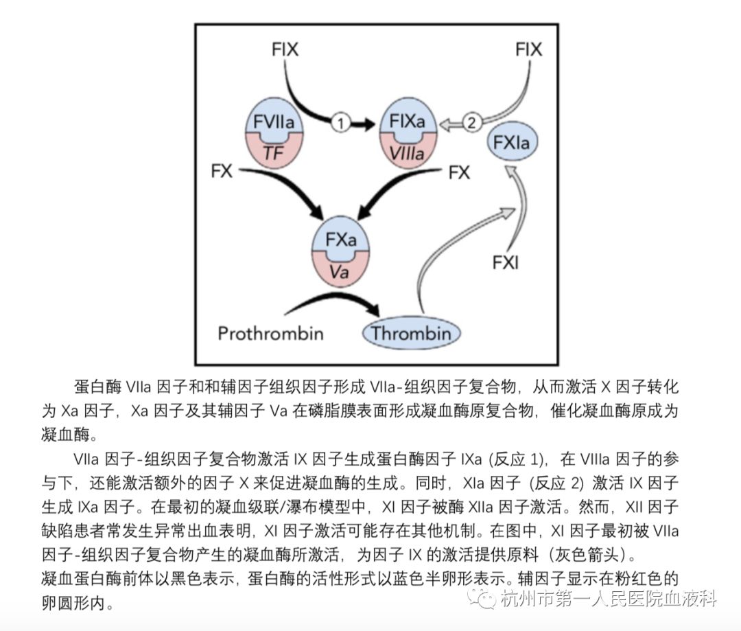 旧病新治：FIX治疗FXI缺乏_因子