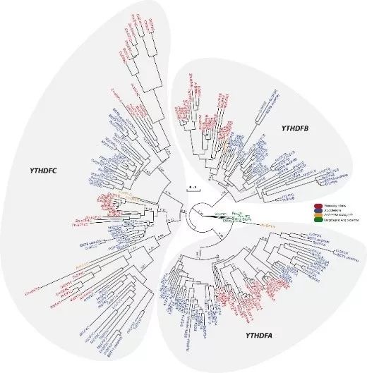 干货收藏-植物m6A论文大致内容和框架简介 | m6A专题_Cell