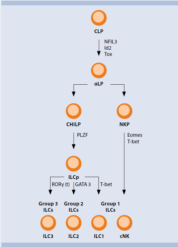 固有免疫——Innate Lymphoid Cell_细胞