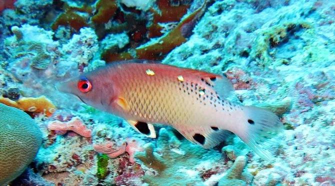 来自北纬7度的热带鱼风暴_身长