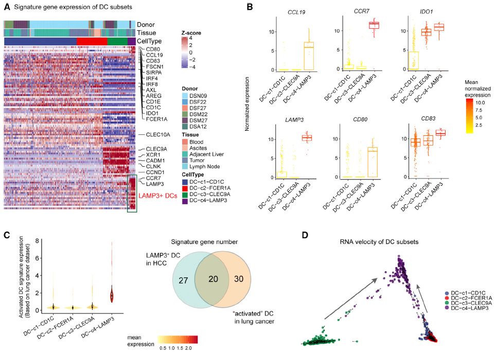 基于单细胞测序研究绘制肝癌中的免疫细胞动态图谱_肿瘤