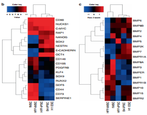 【文献速递】人iPSC衍生的iMSC可改善骨骼再生_分析
