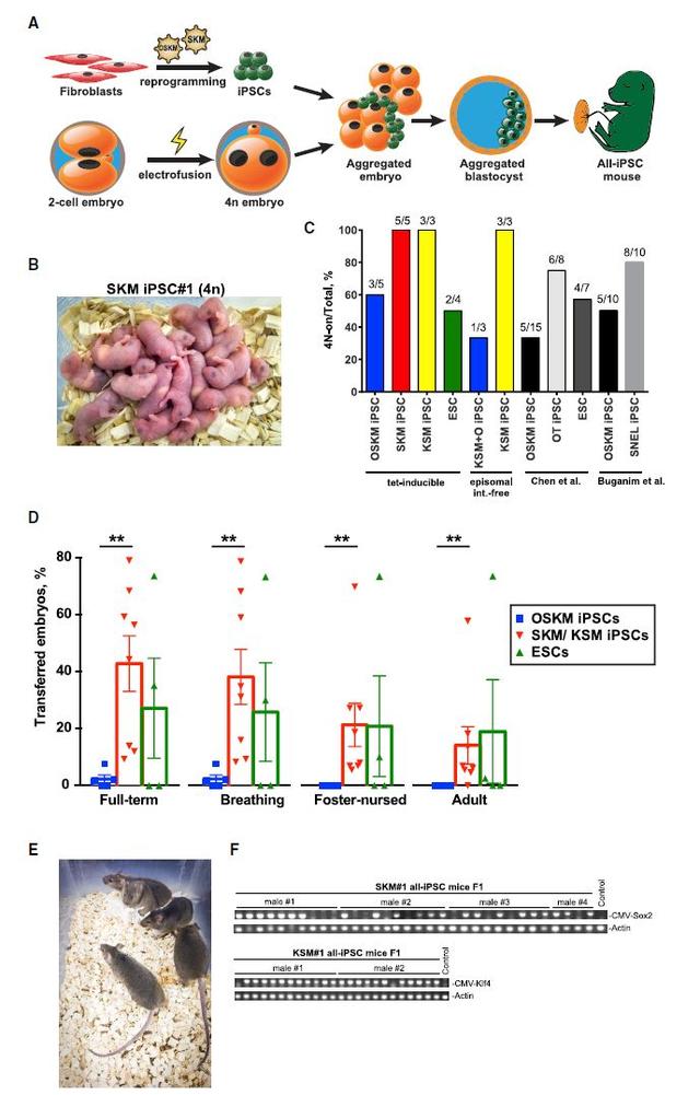 创造iPSC细胞，只需三种关键因子_iPSCs