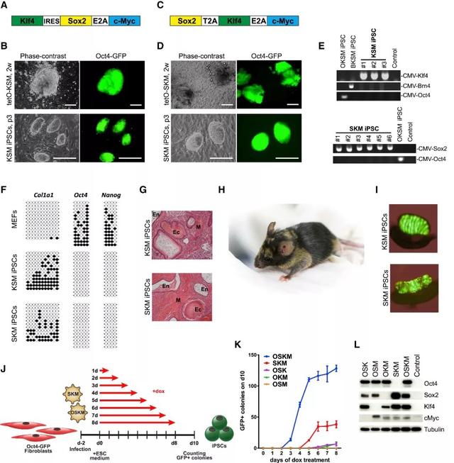创造iPSC细胞，只需三种关键因子_iPSCs