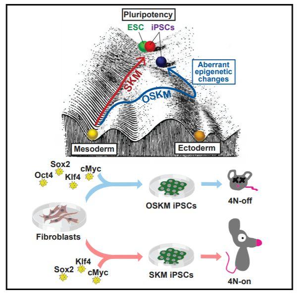 创造iPSC细胞，只需三种关键因子_iPSCs