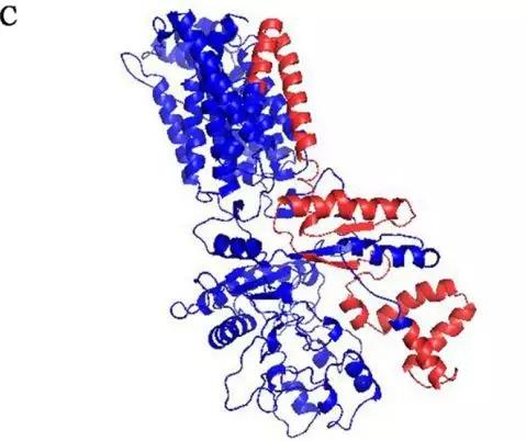 【文献解读】OCA2基因新型复合杂合突变_变异