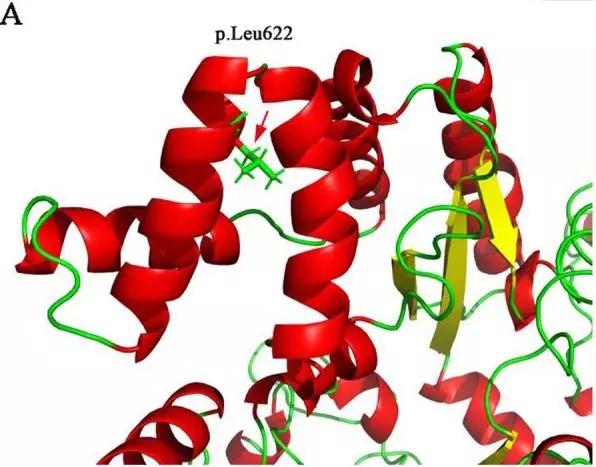 【文献解读】OCA2基因新型复合杂合突变_变异