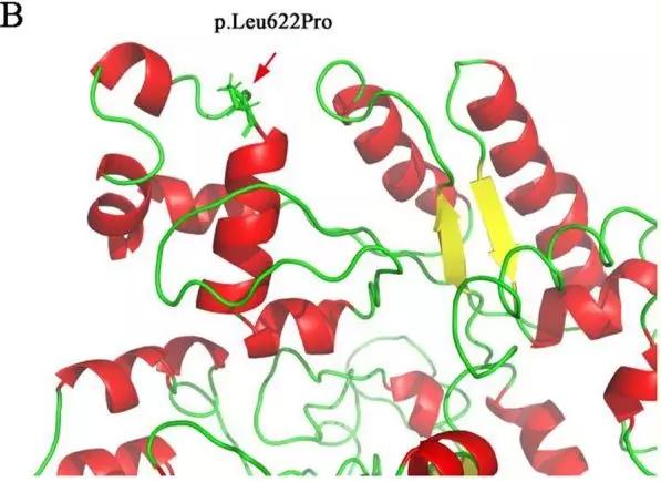 【文献解读】OCA2基因新型复合杂合突变_变异