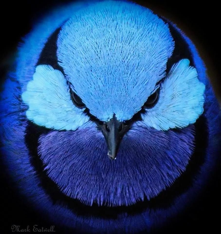 你绝没见过这么美的蓝色_摄影