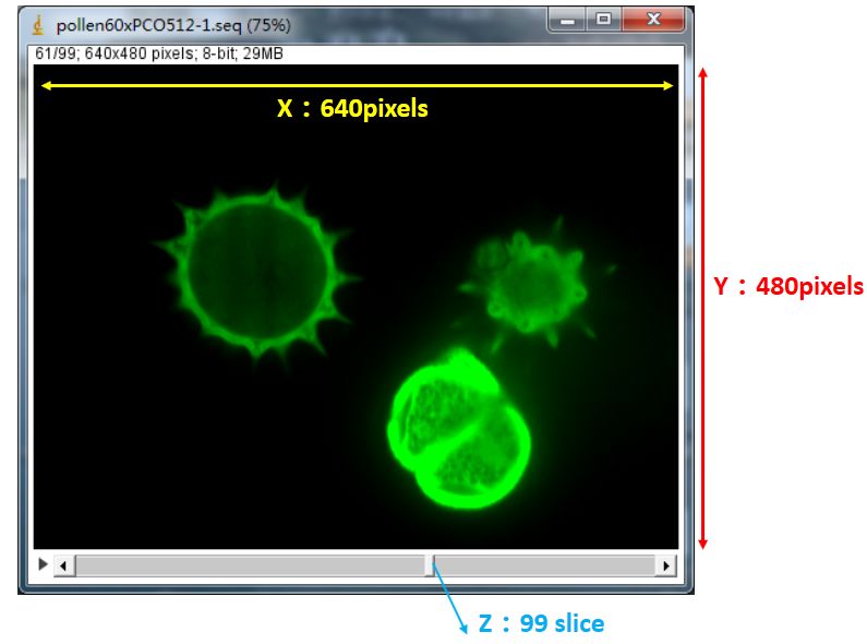 共聚焦三维立体模型保存方法_ImageJ