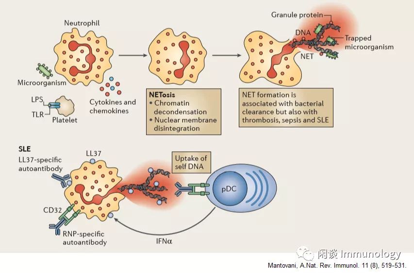 中性粒细胞与自身免疫性疾病_NETosis