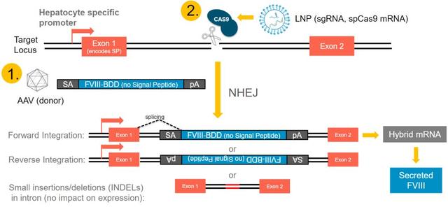 Nature子刊：CRISPR/Cas9基因编辑治疗A型血友病，治疗效果_患者