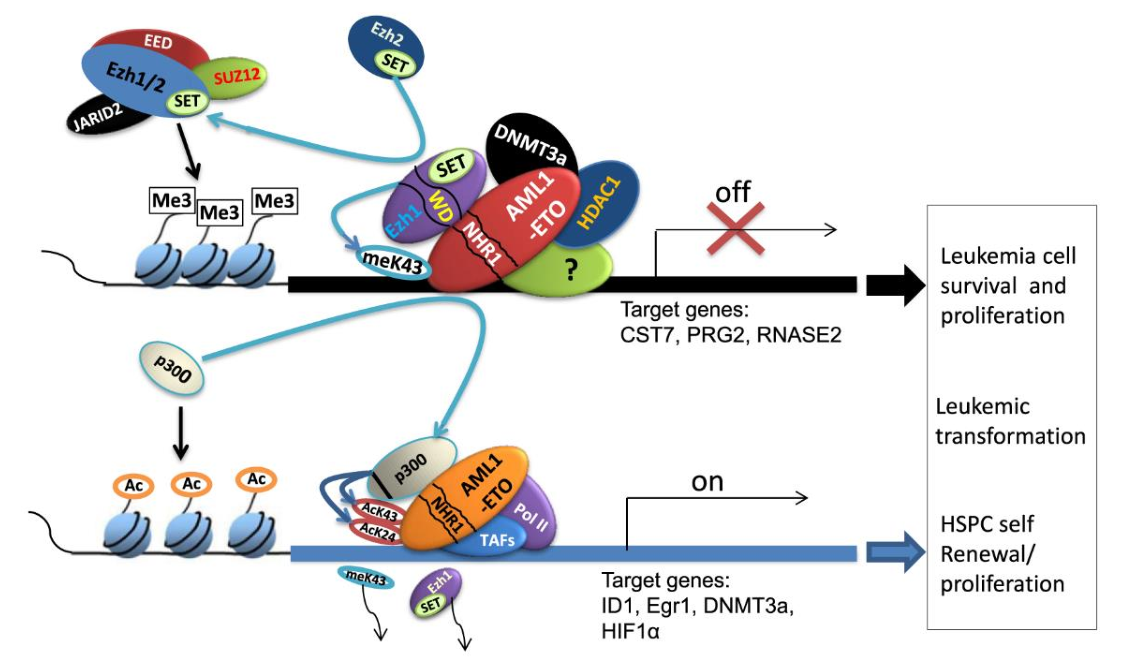 项目文章|白血病AML1-ETO新机制的研究_lysine