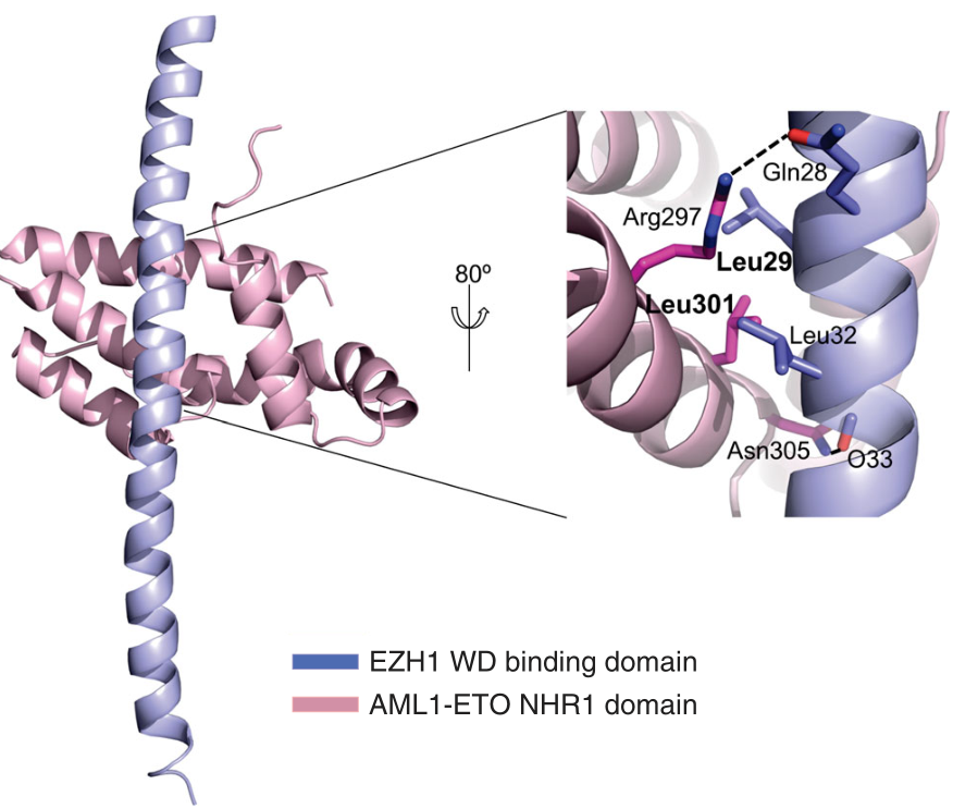项目文章|白血病AML1-ETO新机制的研究_lysine