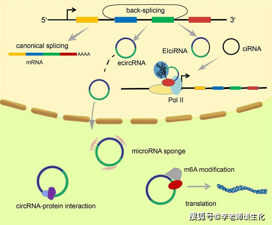 编码RNA与非编码RNA（三）_lncRNA