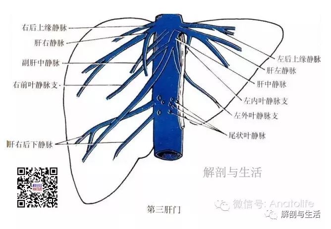 肝的临床实用解剖_肝脏