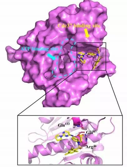 Science Advances | 经典！从分子动力学到虚拟筛选发现PPI小分子抑制剂_Hsp