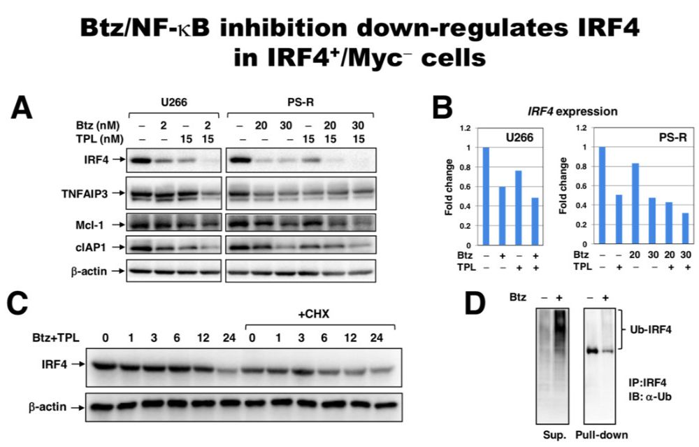 ASH2019中国之声︱靳凤艳教授：多发性骨髓瘤机制研究新突破：IRF4突变或许预示更好的生存结局_cell