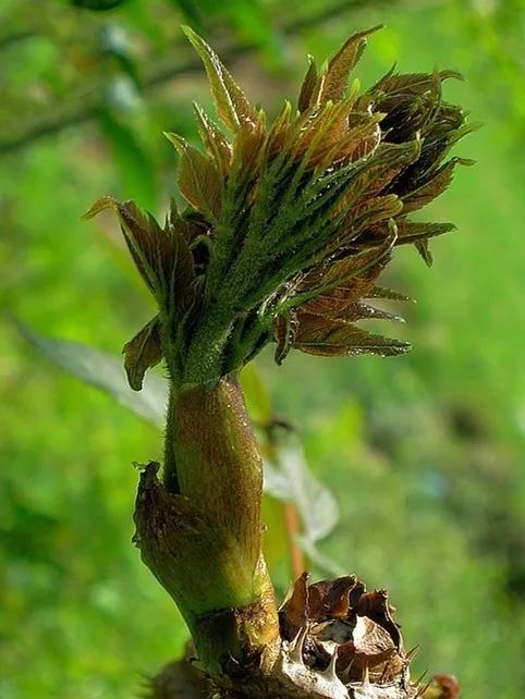 木龙头菜,龙头菜(第3页)_大山谷图库