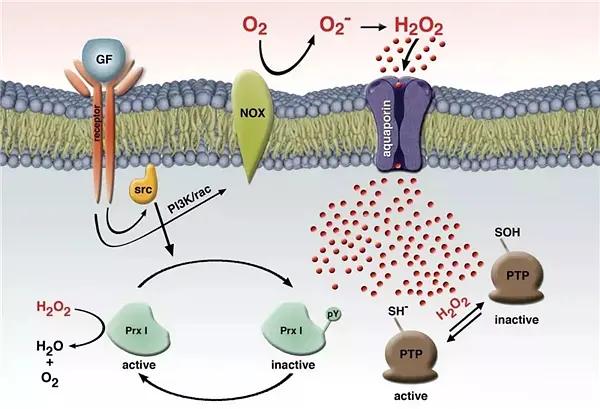 活性氧（ROS）研究_羟基