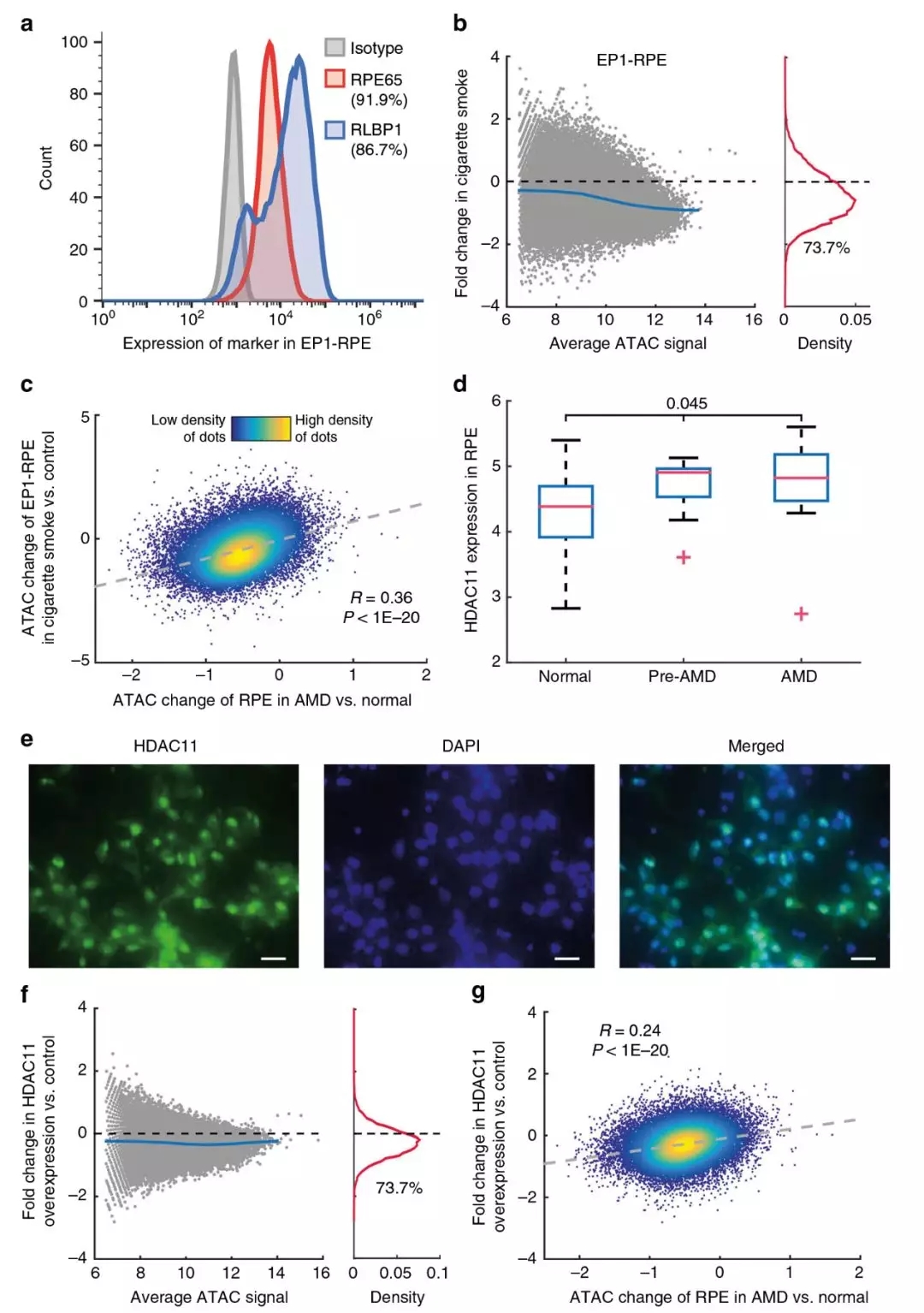 ATAC-seq高分文章解读 |ATAC-Seq揭示老年性黄斑变性患者染色质可及性普遍降低_视网膜