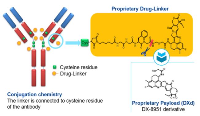 SABCS2019速递丨从独特药物作用机制看新型药物DS-8201a优势，为抗HER2治疗开启新篇_研究