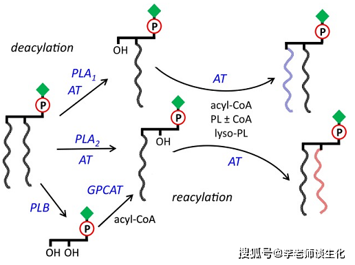 甘油磷脂的代谢及相关生理功能_合成