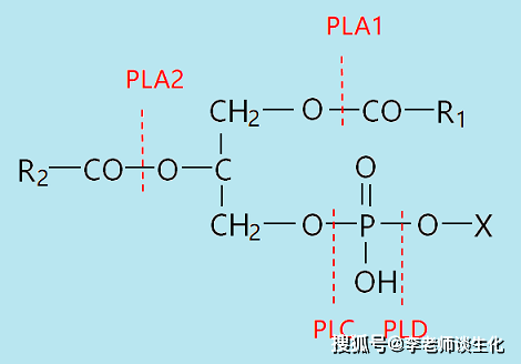 甘油磷脂的代谢及相关生理功能_合成