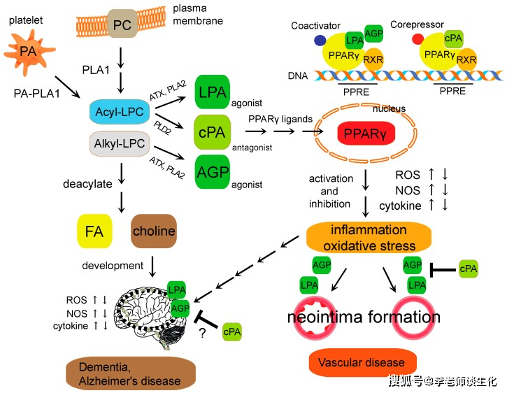 甘油磷脂的代谢及相关生理功能_合成