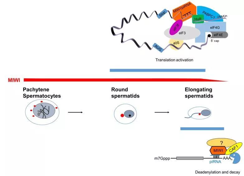 Cell: 刘默芳团队揭示精子细胞蛋白质翻译激活机制丨CellPress对话科学家_piRNA